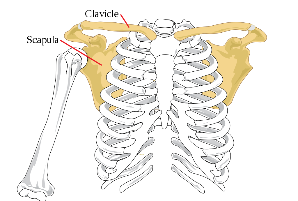 Anatomie - Structura si articulatii - ArmuraBody.com