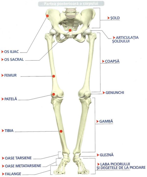 Anatomie - Structura si articulatii - ArmuraBody.com